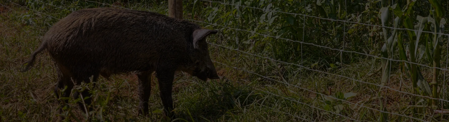Cerca Pronta - Javaporco - Telamarck